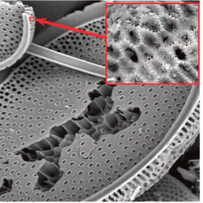CelPure (DE) - High Purity/low extractables Filter Aid | Additives ...